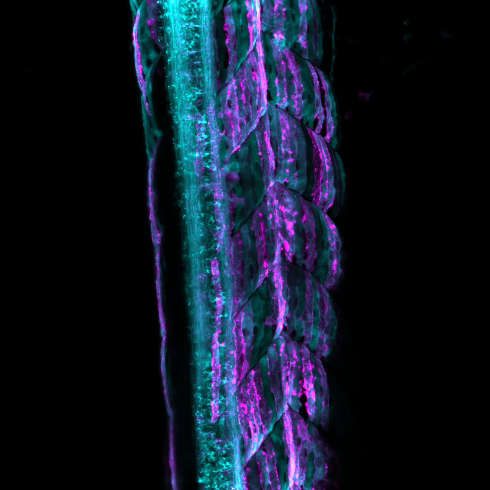 Single & Multiphoton Light Sheet Fluorescence Microscope